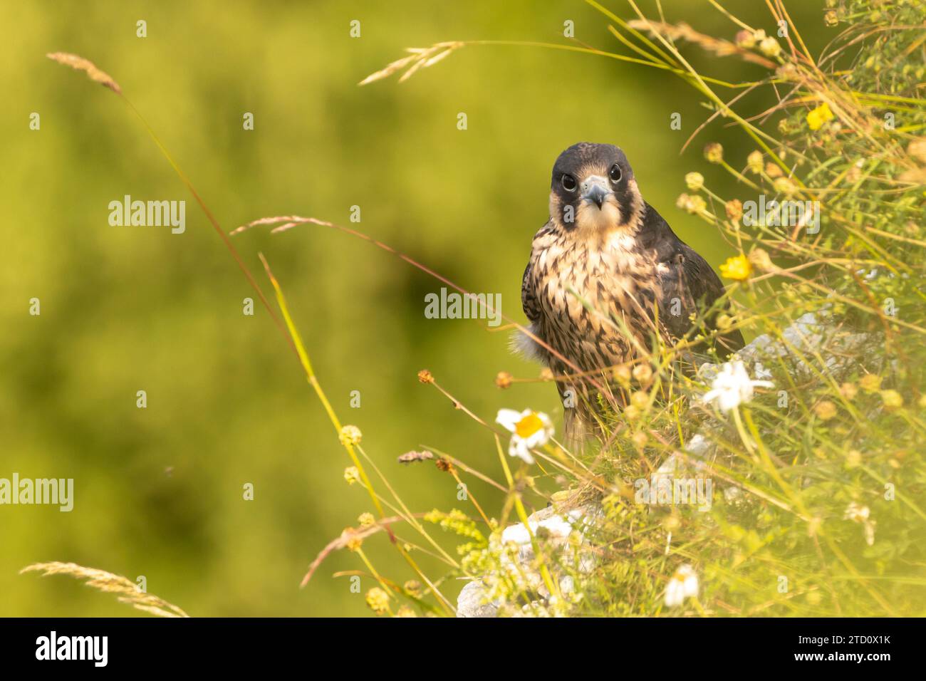 Peregrine (Falco peregrinus) fledgling Stock Photo - Alamy