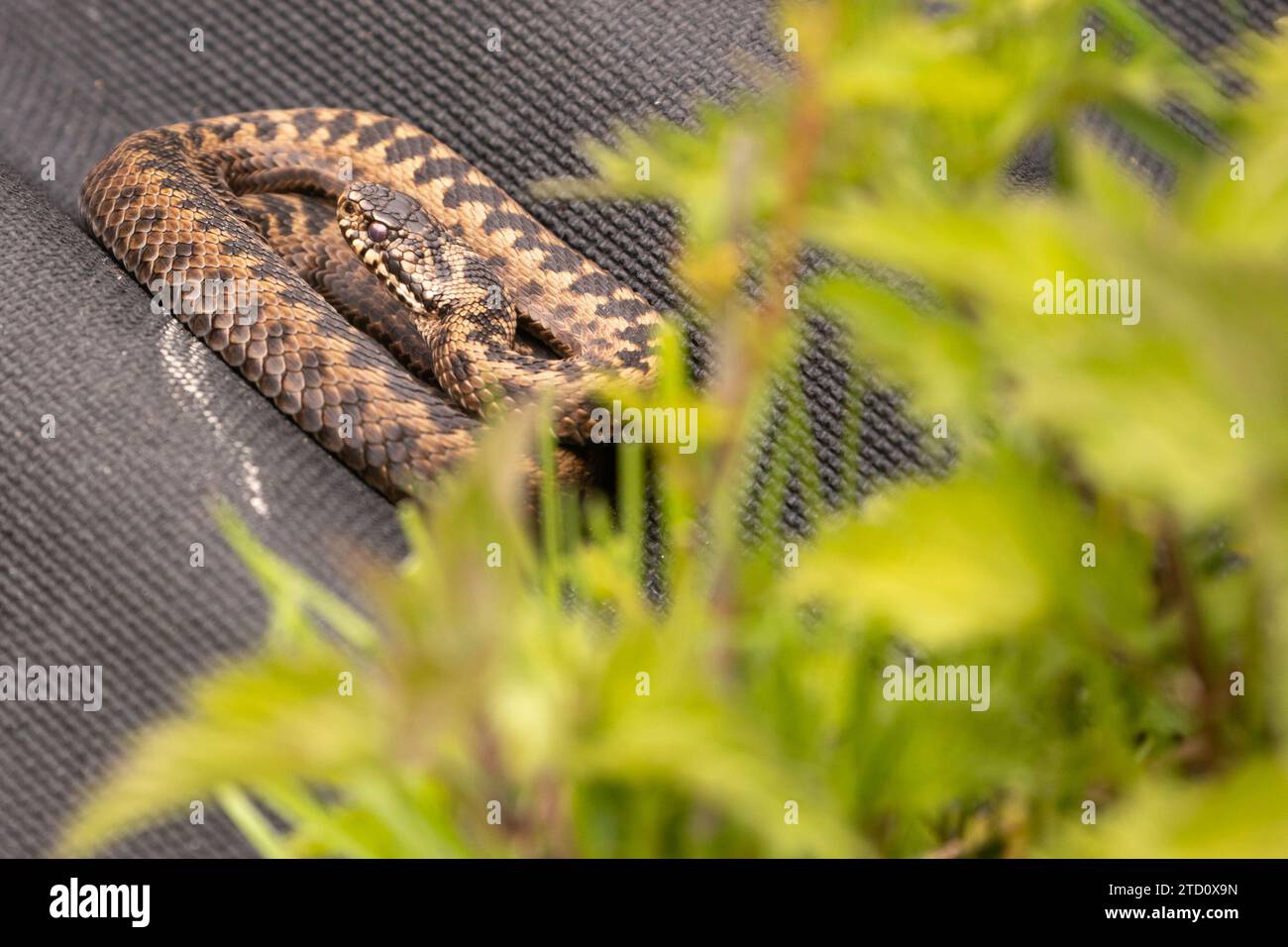 Sussex snake hi-res stock photography and images - Alamy