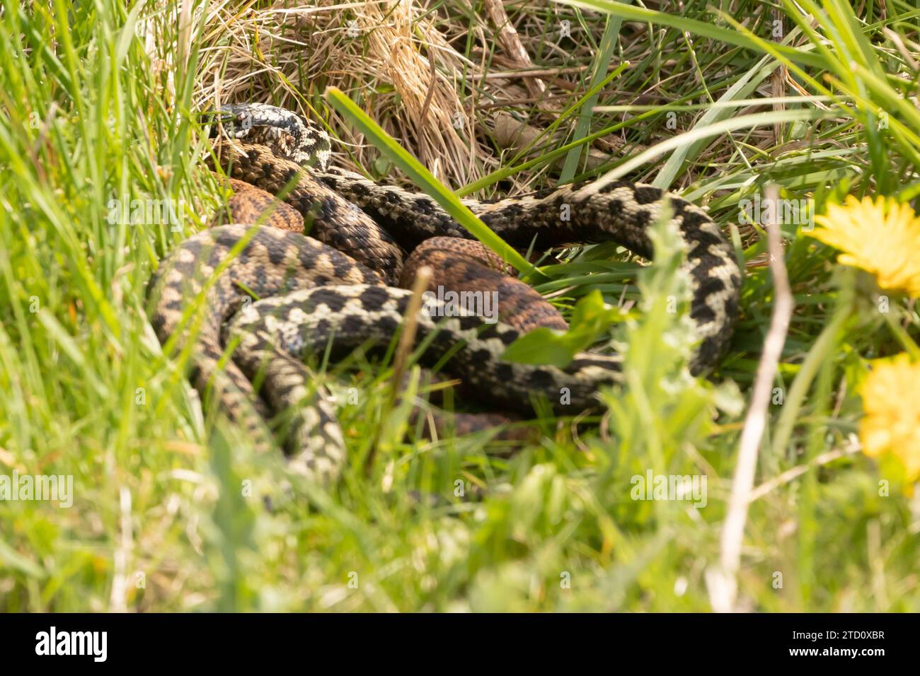 Adders (Vipera berus) mating. Sussex, UK Stock Photo - Alamy