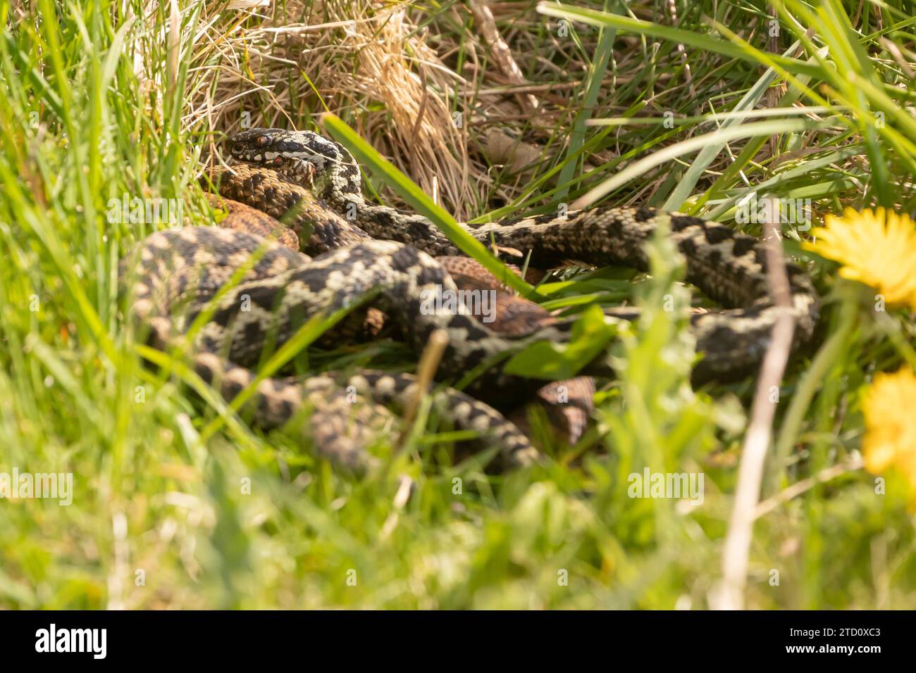 Snake mating hi-res stock photography and images - Alamy