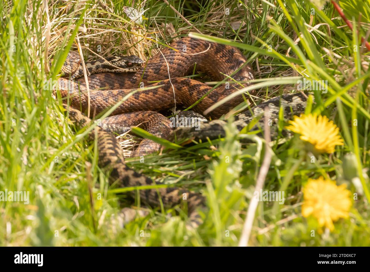 Vipera berus mating hi-res stock photography and images - Alamy