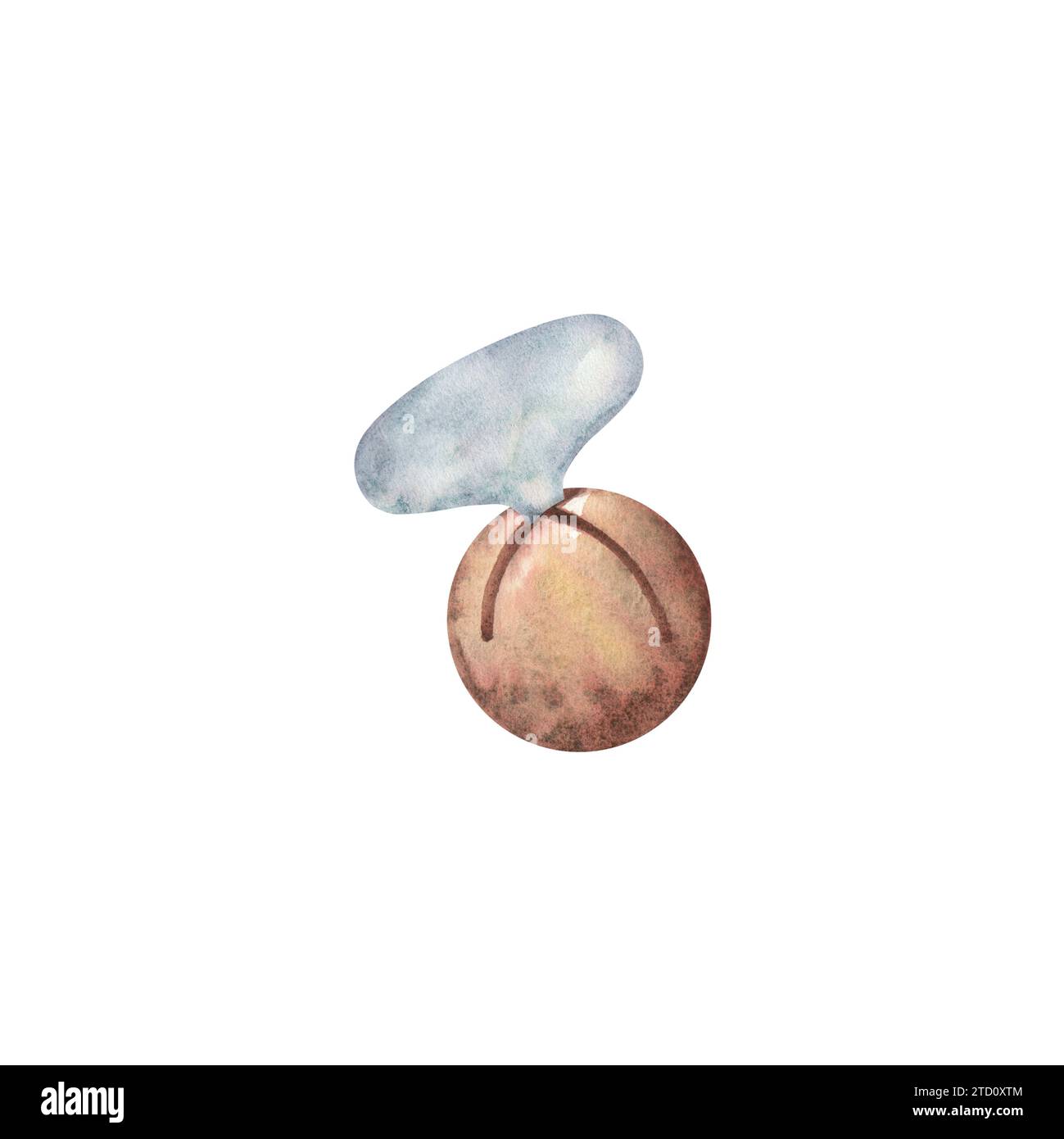 Watercolor macadamia nuts in shell and without with a metal key ...