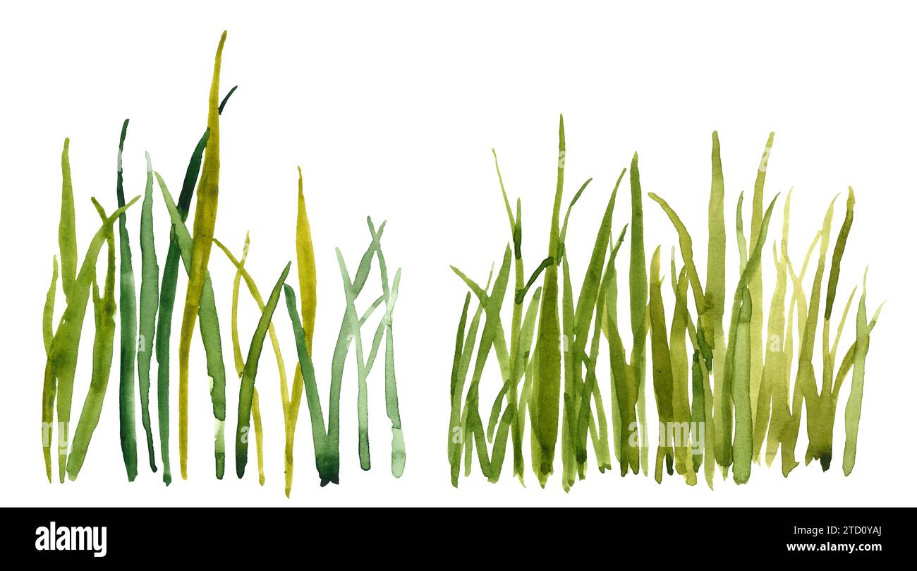 Watercolor hand drawn green grass Stock Photo - Alamy