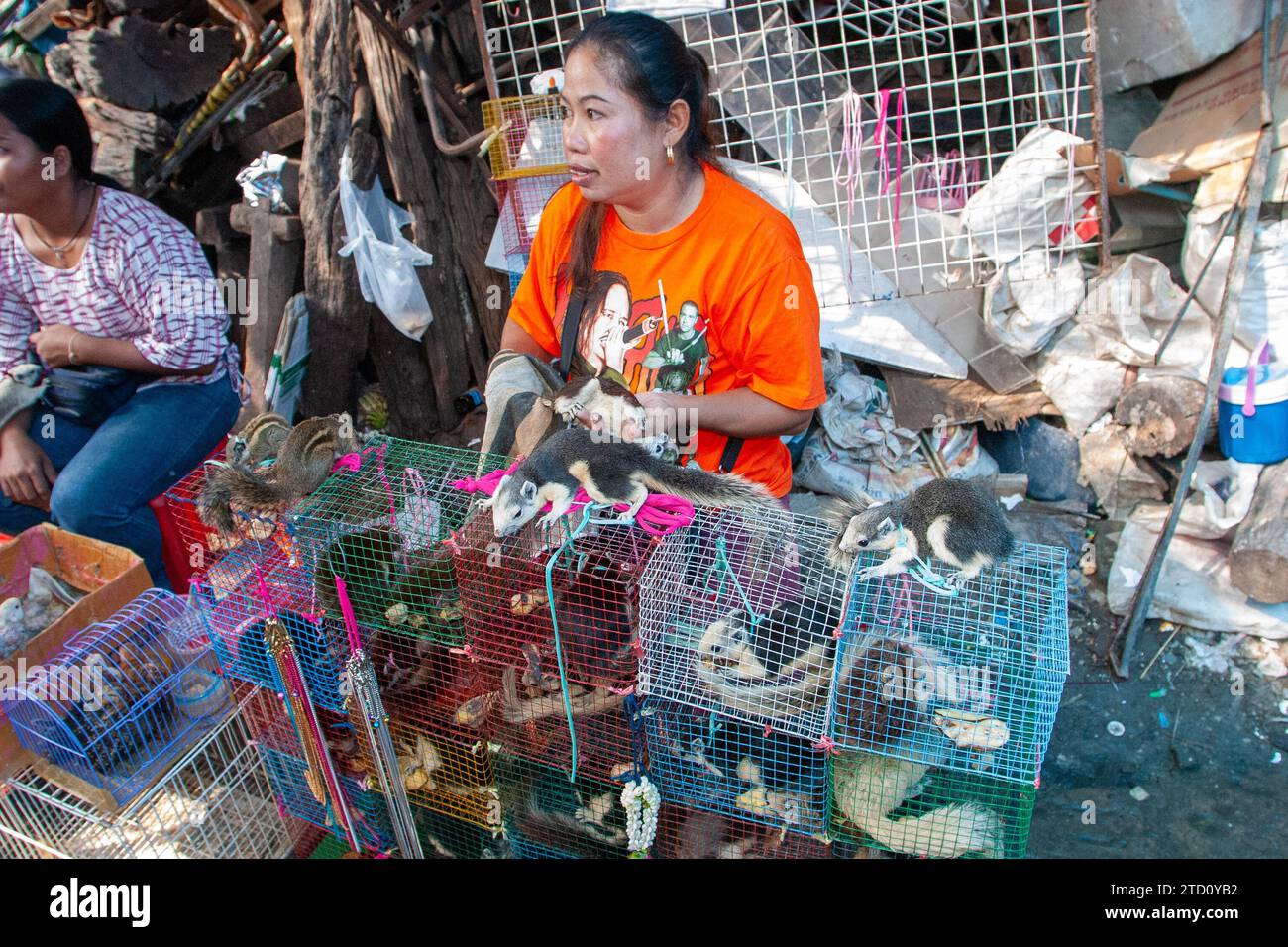 Squirrels for sale at the animal market in Bangkok Thailand Stock Photo ...