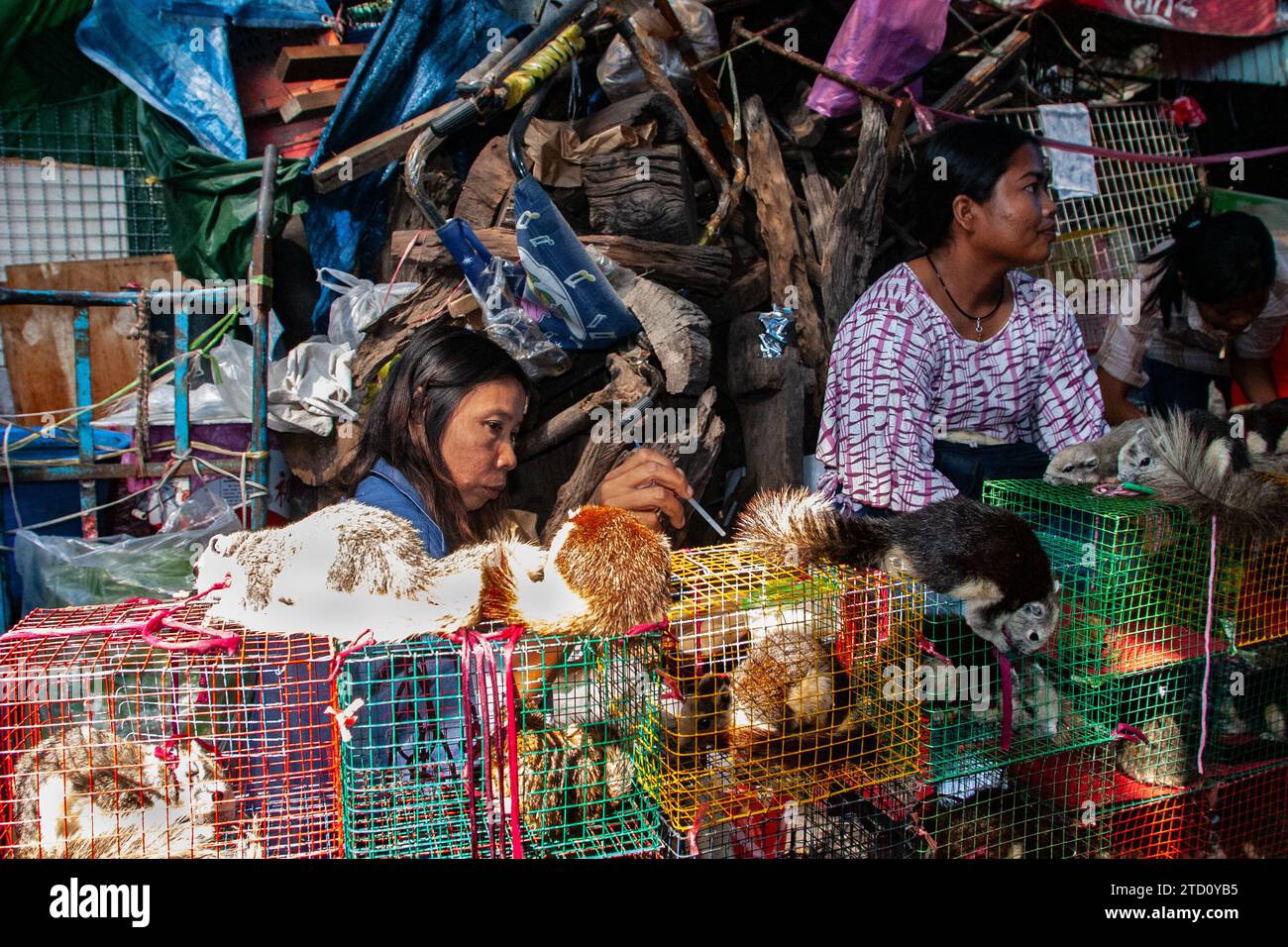 Squirrels for sale at the animal market in Bangkok Thailand Stock Photo ...
