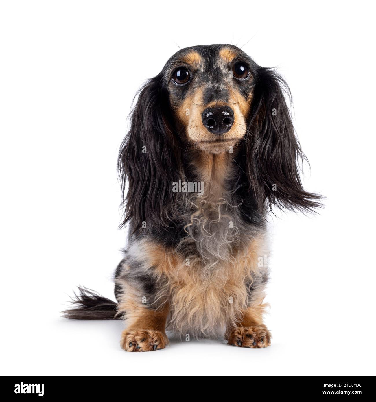 Cute smooth longhaired Dachshund dog aka teckel, standing facing front ...
