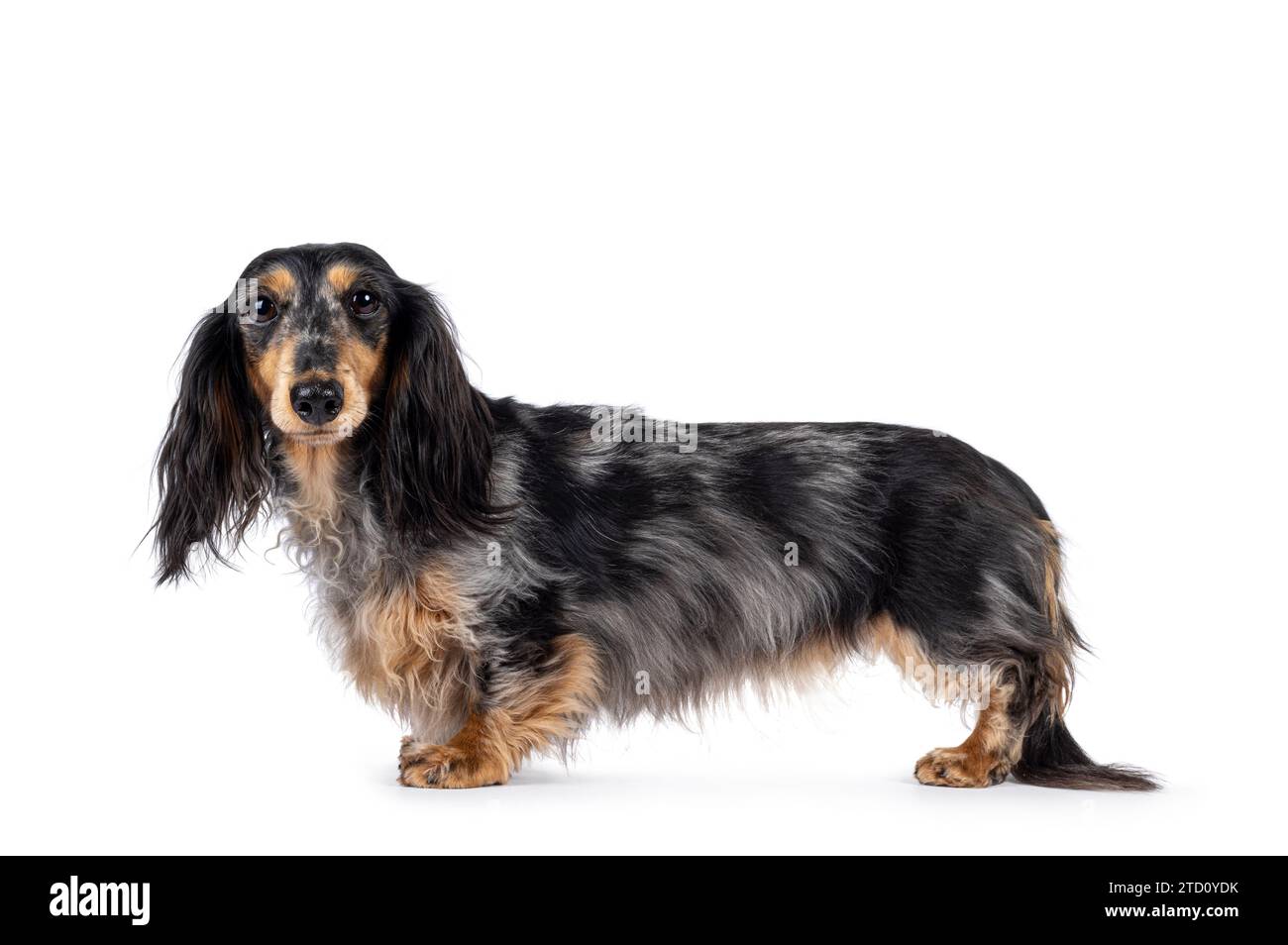 Cute smooth longhaired Dachshund dog aka teckel, standing up side ways ...