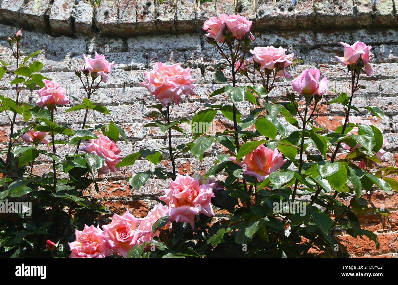 Roses growing up wall hi-res stock photography and images - Alamy