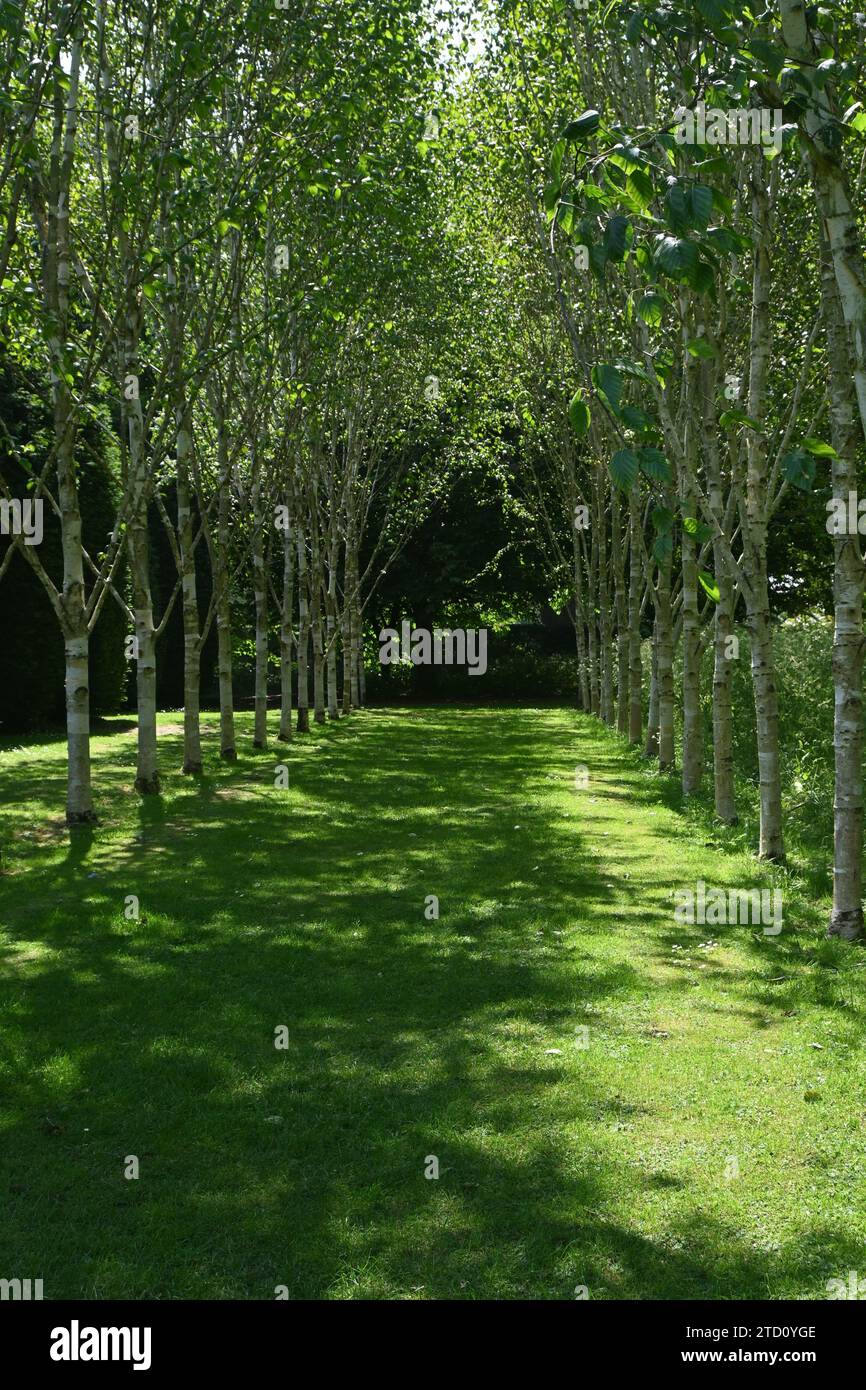 Rows of silver birch hi-res stock photography and images - Alamy
