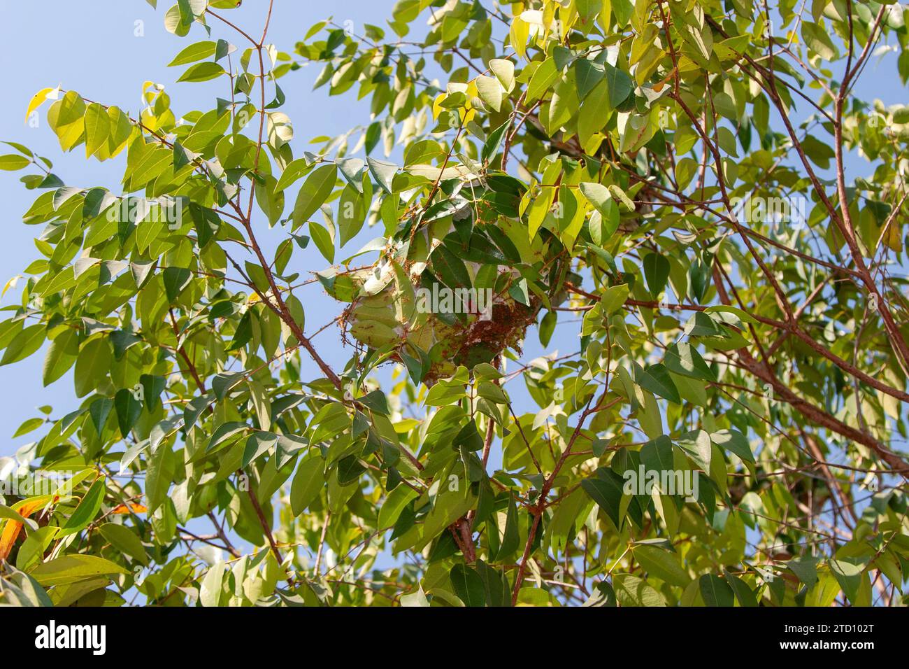 A nest of tree ants in northern Thailand. The ants are collected and ...