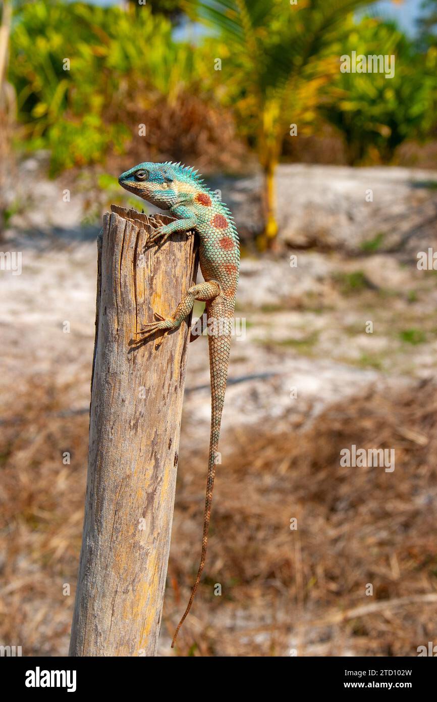 Asian lizards hi-res stock photography and images - Alamy