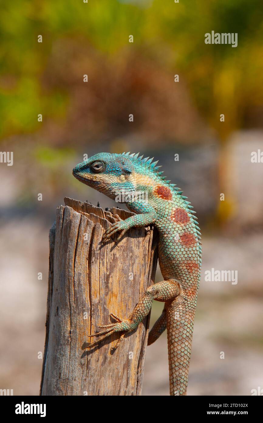 Asian lizards hi-res stock photography and images - Alamy