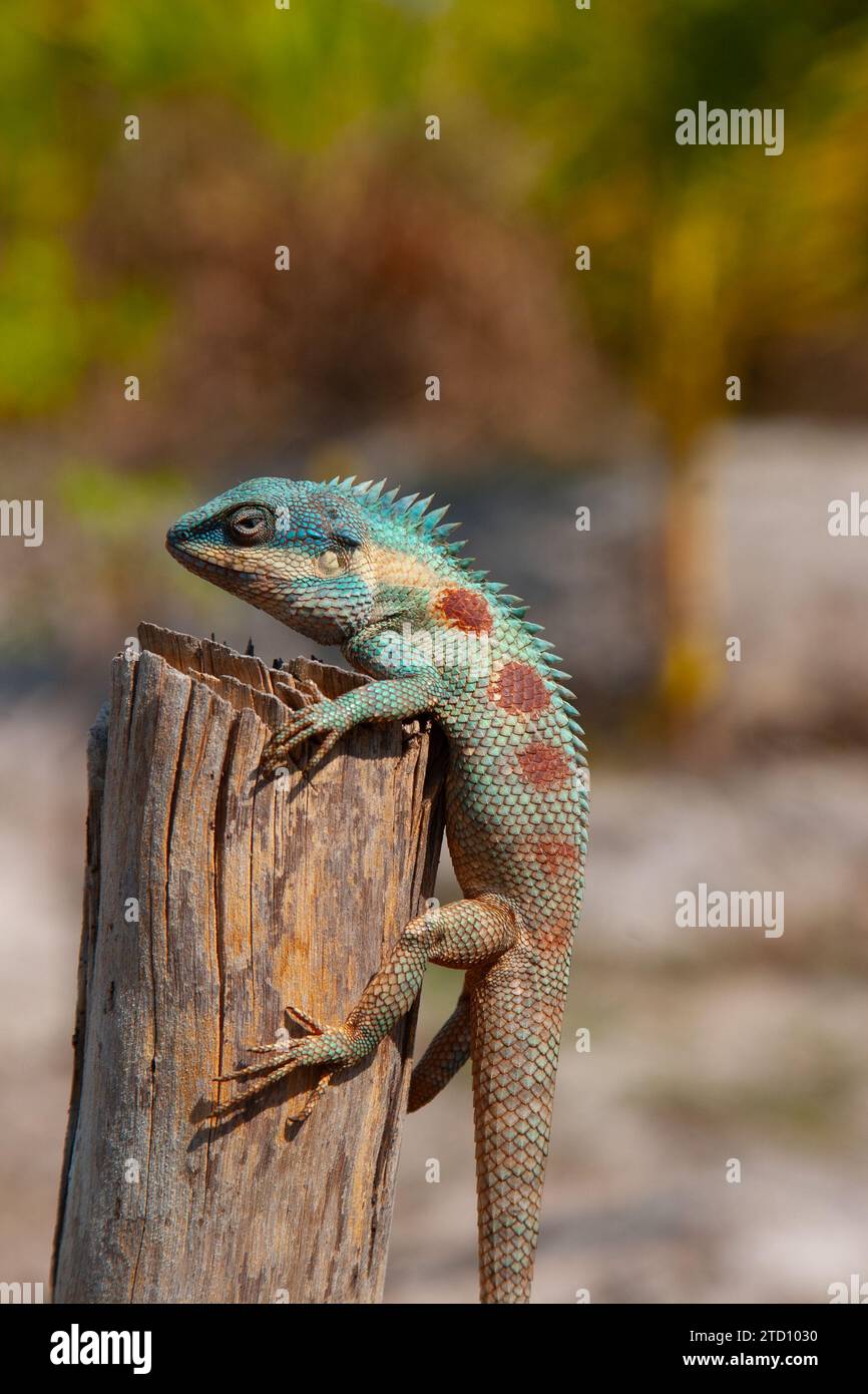 Lizards of thailand hi-res stock photography and images - Alamy