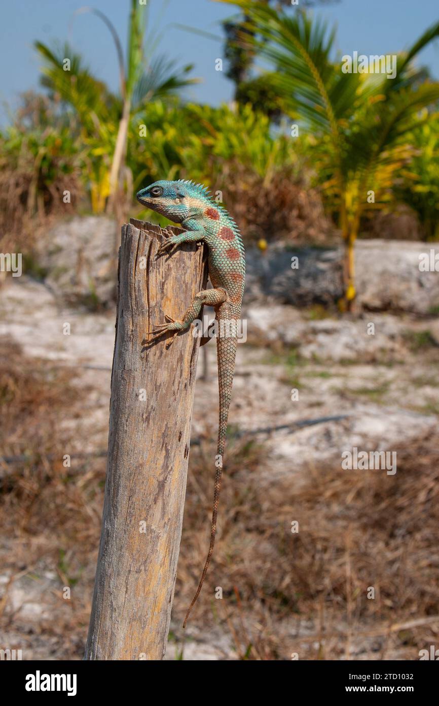 Lizards of thailand hi-res stock photography and images - Alamy