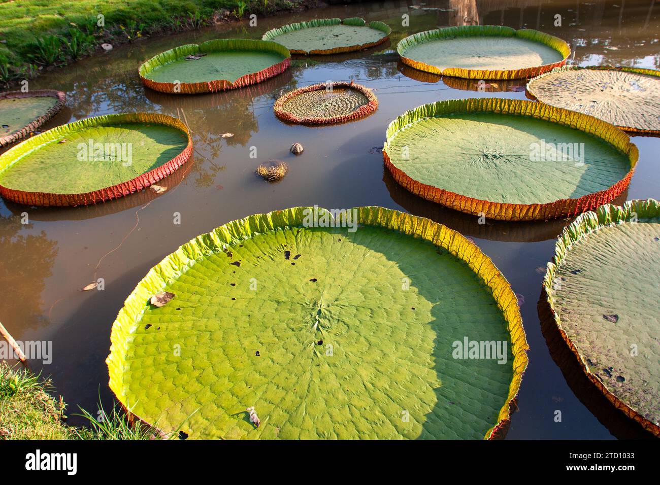 Victoria amazonica is a species of flowering plant, the second largest ...