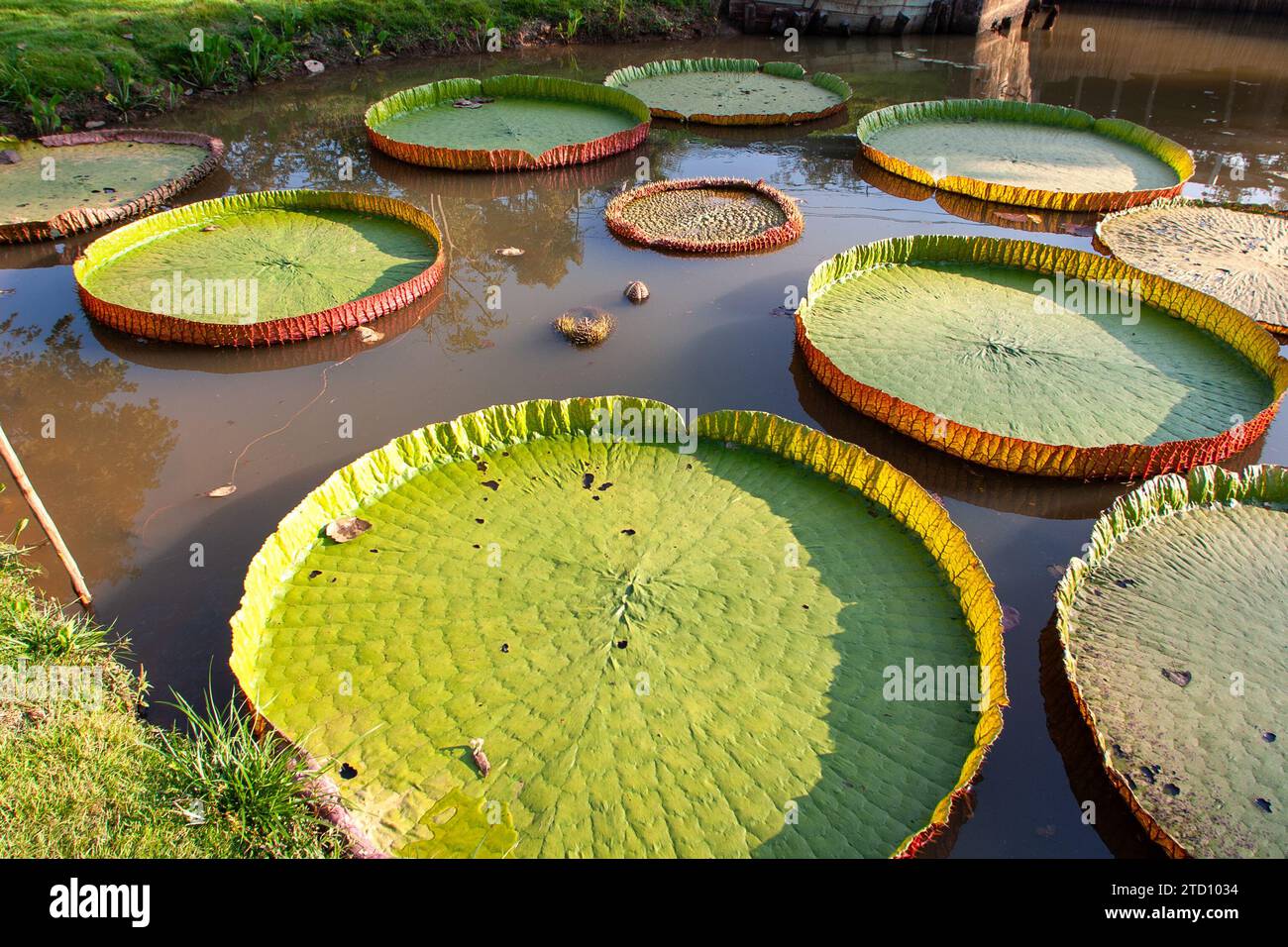 Victoria amazonica is a species of flowering plant, the second largest ...