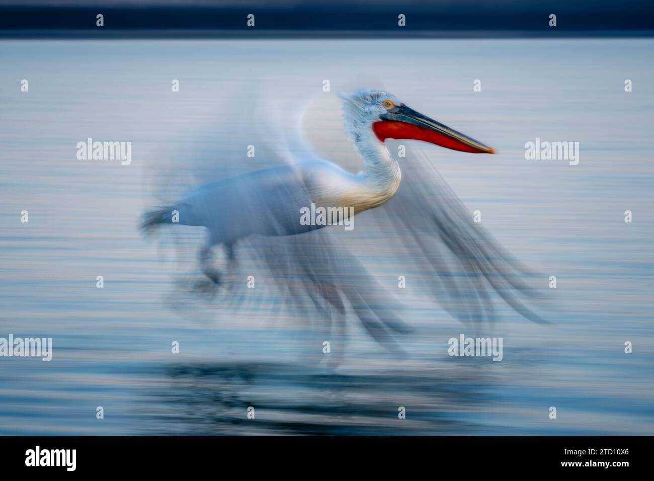 Slow pan of pelican flying above lagoon Stock Photo - Alamy