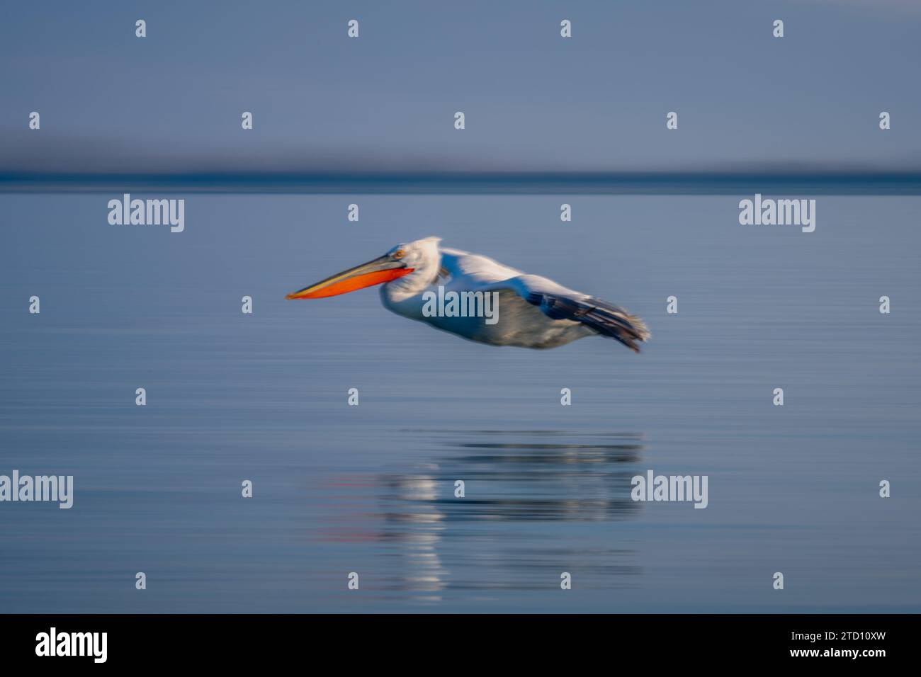Slow pan of pelican gliding across lake Stock Photo - Alamy