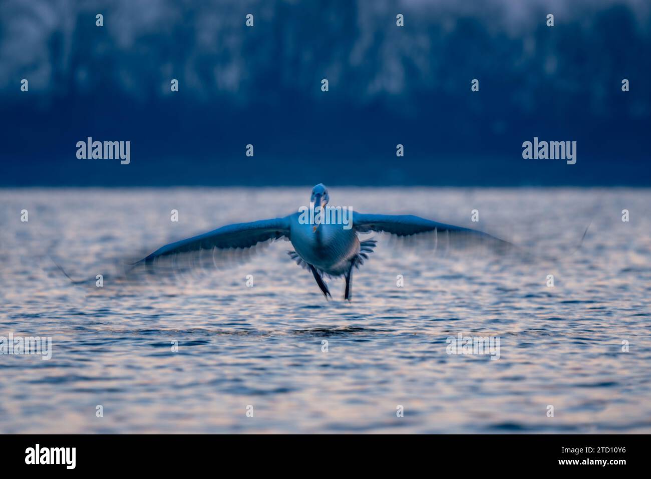 Slow pan of pelican flying towards camera Stock Photo - Alamy