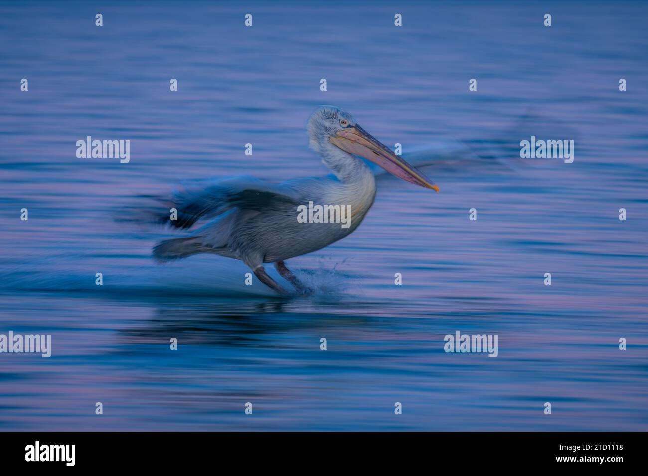 Slow pan of pelican landing spreading wings Stock Photo - Alamy