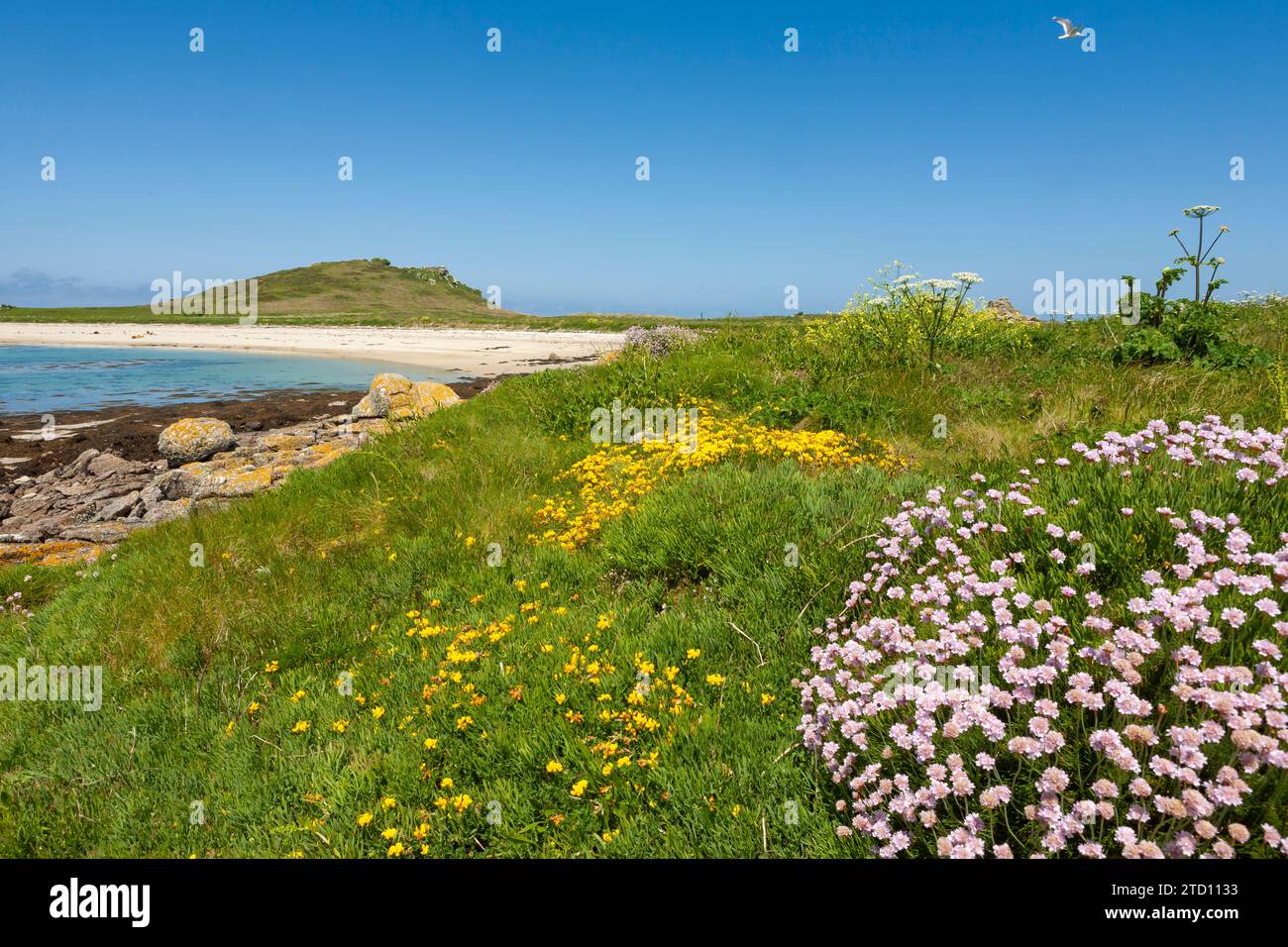 Coastal wild flowers, including thrift and bird's foot trefoil, by the ...