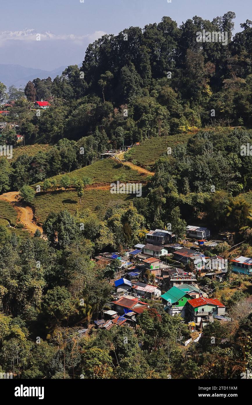 beautiful singamari tea estate and village near darjeeling hill station ...