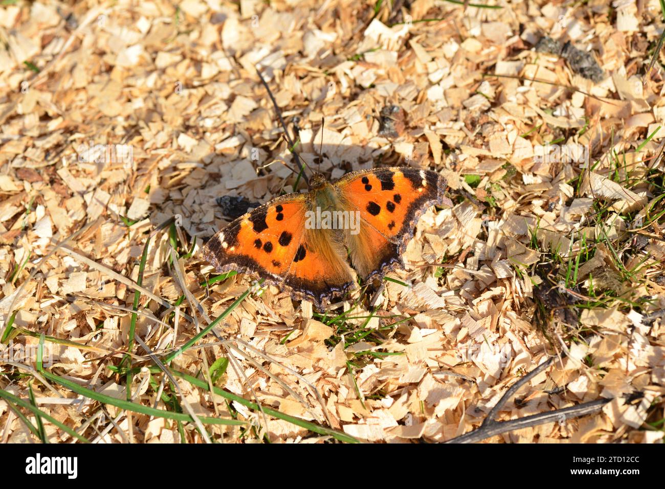 Nymphalis polychloros. butterfly polyflora garden sitting on the ground ...