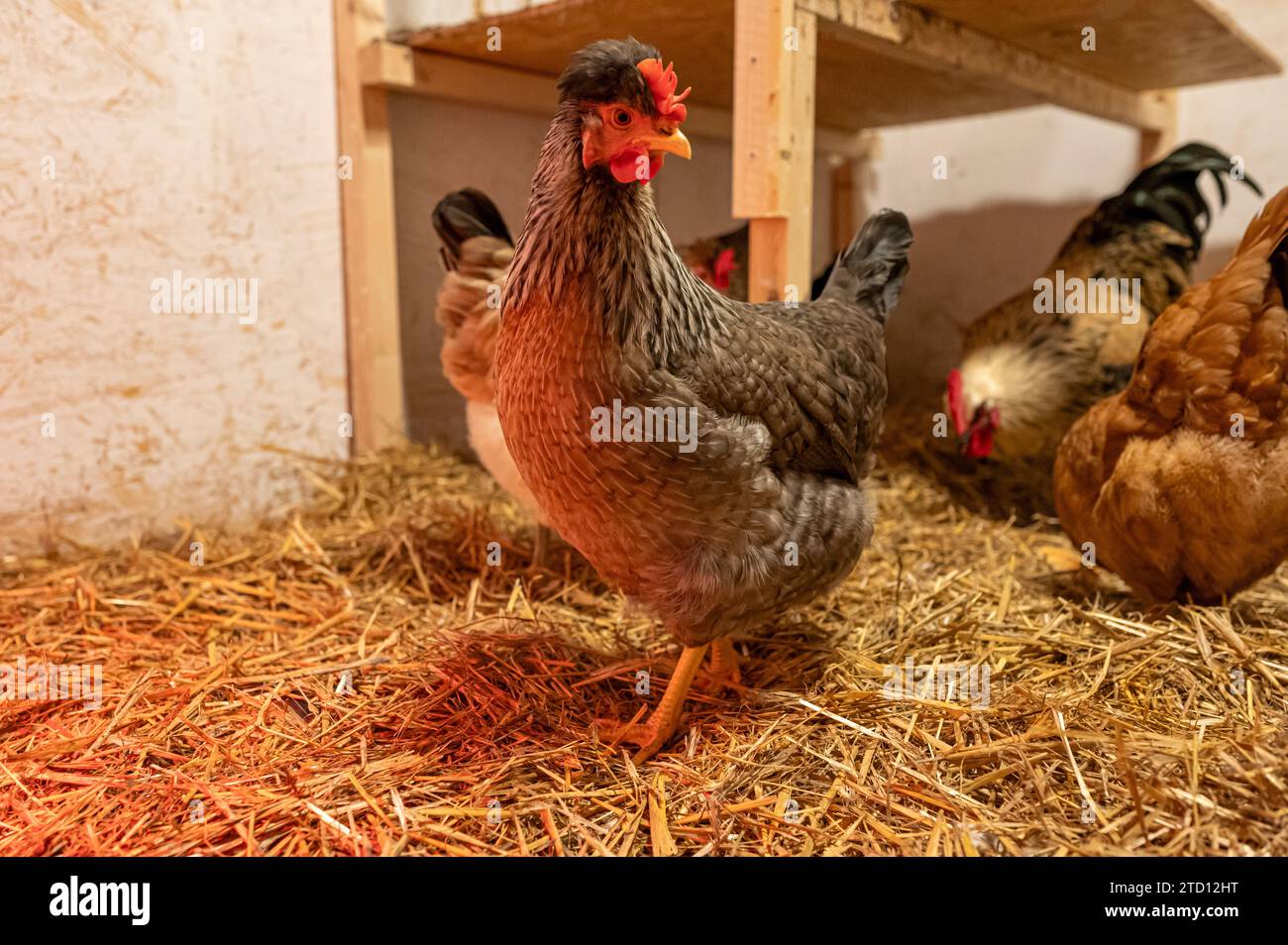 Hens walking on straw hi-res stock photography and images - Alamy