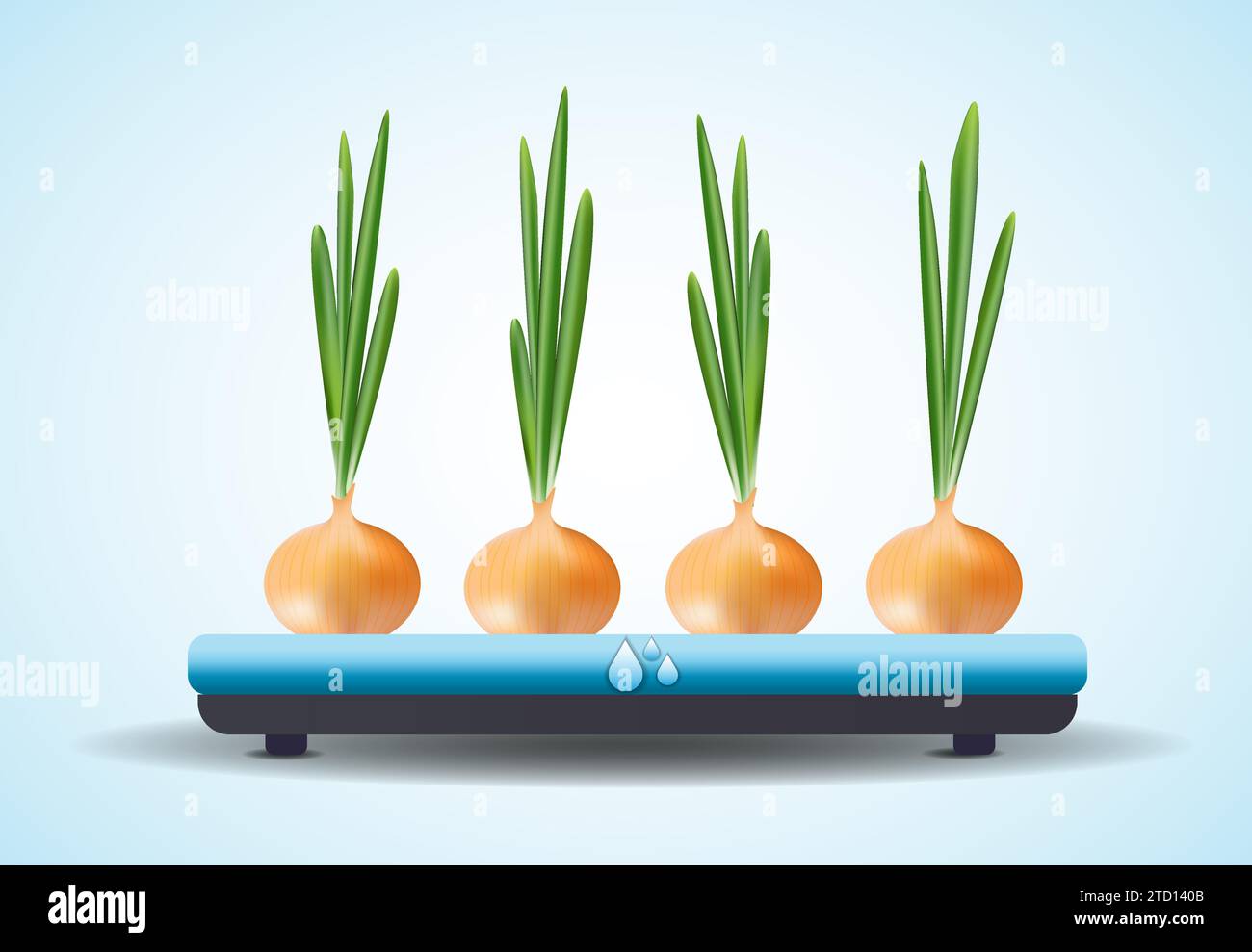 Growing vegetables and herbs in a hydroponic system. Green onions grown ...