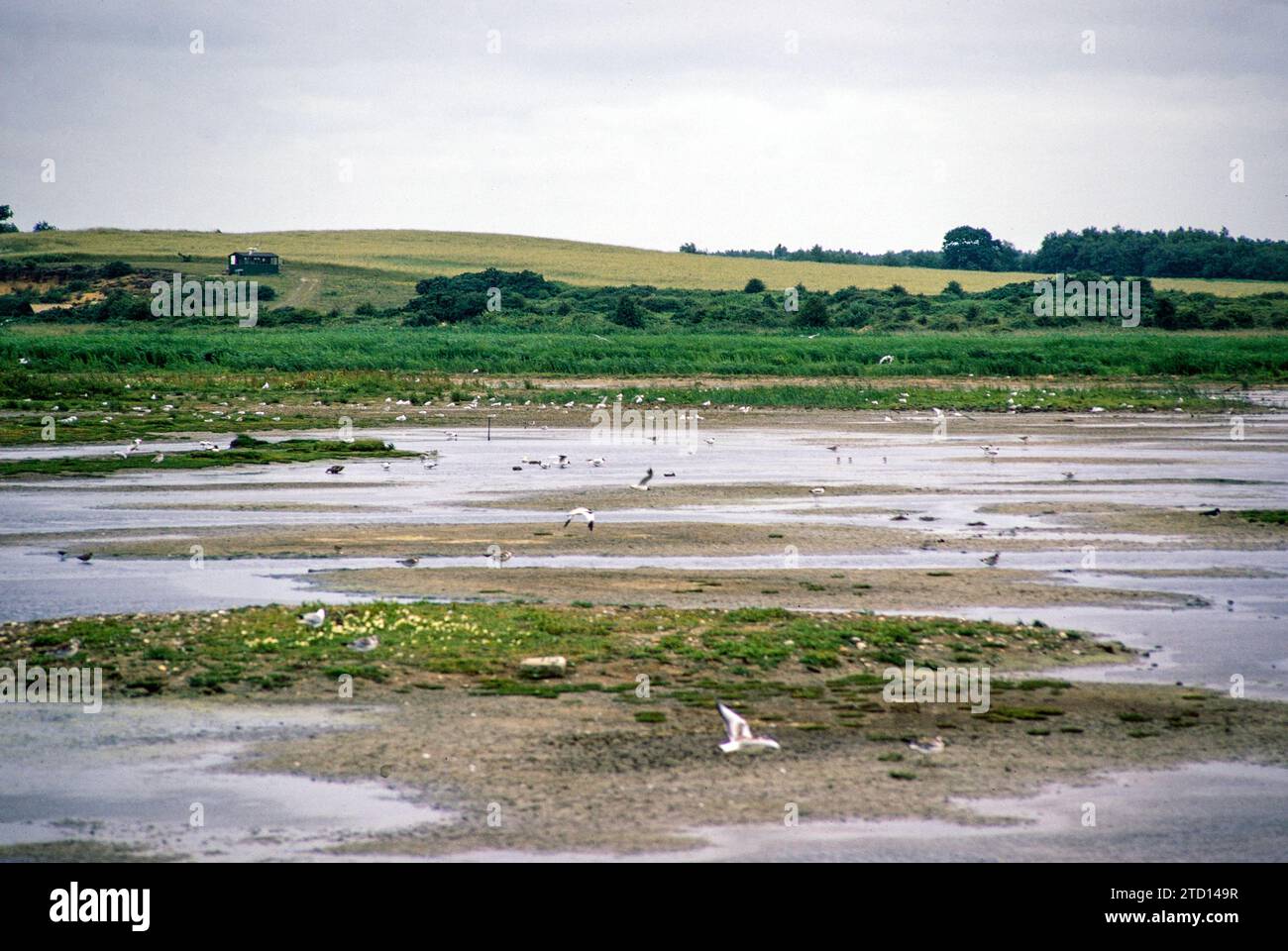 Rspb uk 1960s hi-res stock photography and images - Alamy