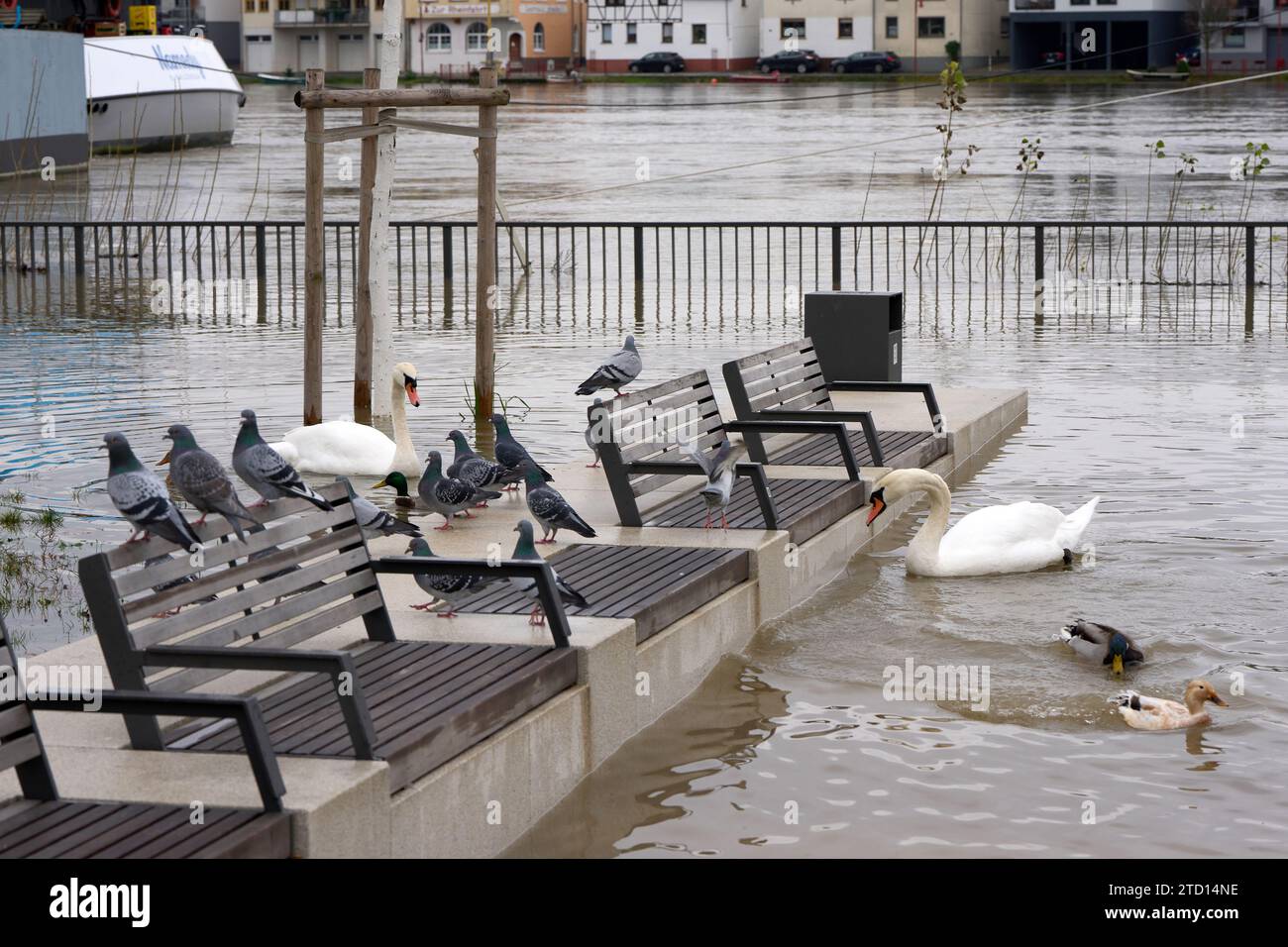 15 December 2023, Rhineland-Palatinate, Vallendar: Water birds have ...