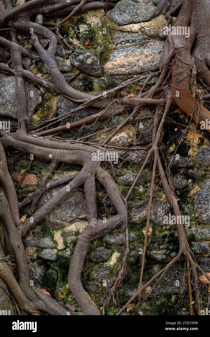 tree roots stuck in old stone wall, in nature location, front view ...