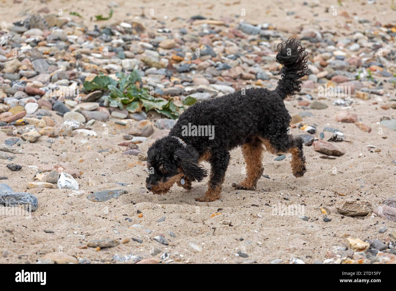 Poodle, black and tan, sniffing at beach, Kiel, Schleswig-Holstein ...