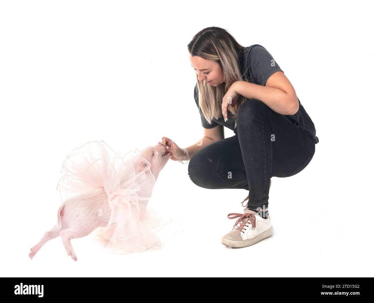 pink miniature pig and woman in front of white background Stock Photo ...
