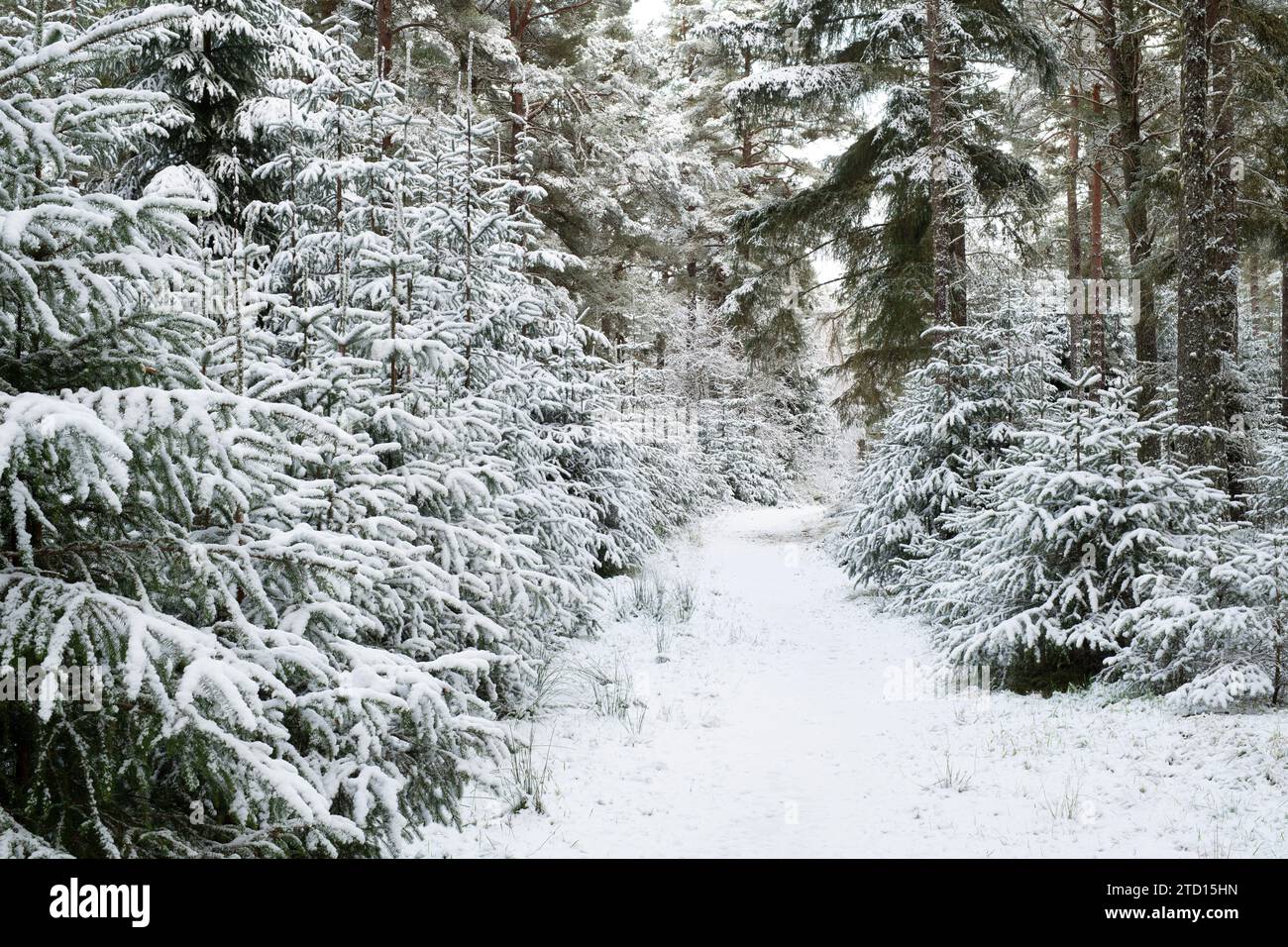 Footpath through snow covered pine trees in a pine wood. Speyside ...