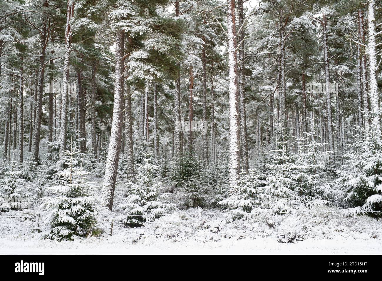 Snow covered pine trees in a scots pine wood. Speyside, Highlands ...