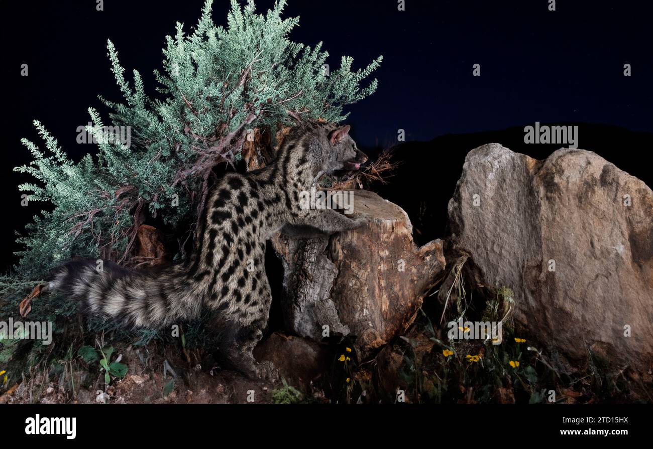 Common genet in front of black background Stock Photo - Alamy