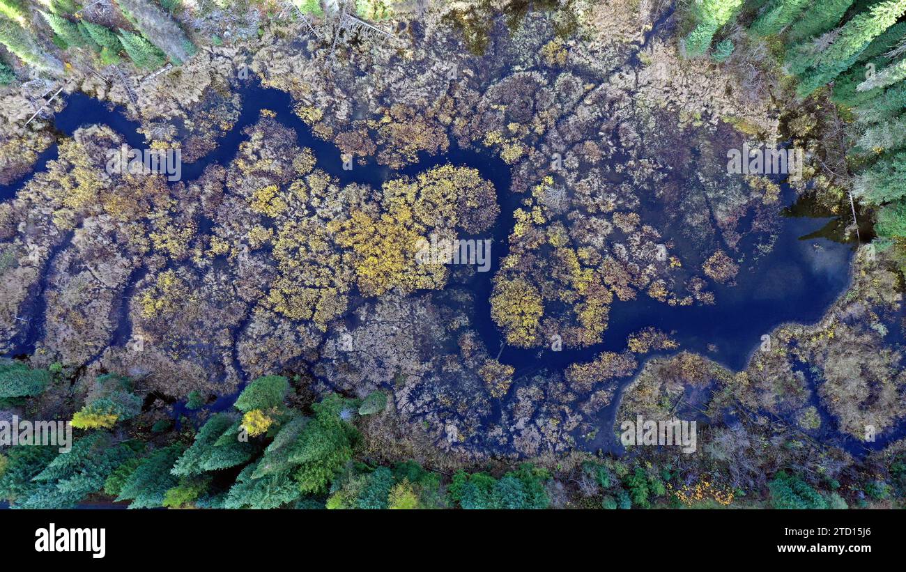 Aerial view of beaver dam and wetlands along Pete Creek in fall ...
