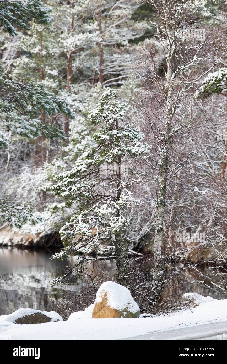 Young Scots pine tree covered in snow. Loch Garten Scotland Shallow DOF ...