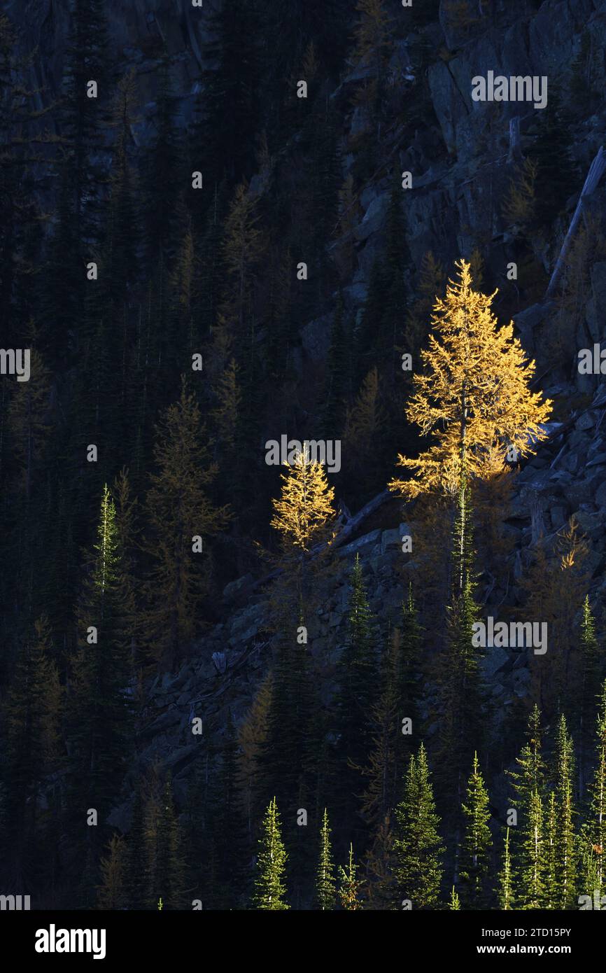 Alpine larch and Englemann spruce line a cliffside at sunset in fall ...