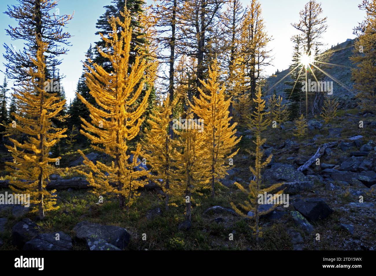 Alpine larch hi-res stock photography and images - Alamy