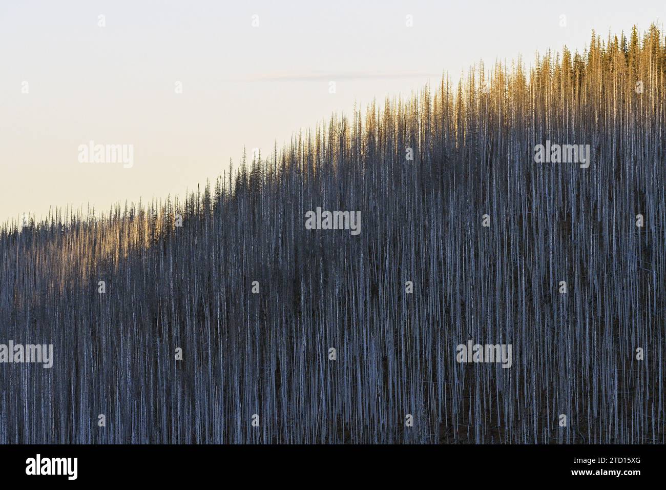 Marmot Mountain and fire-burned snags five years after the David Fire ...