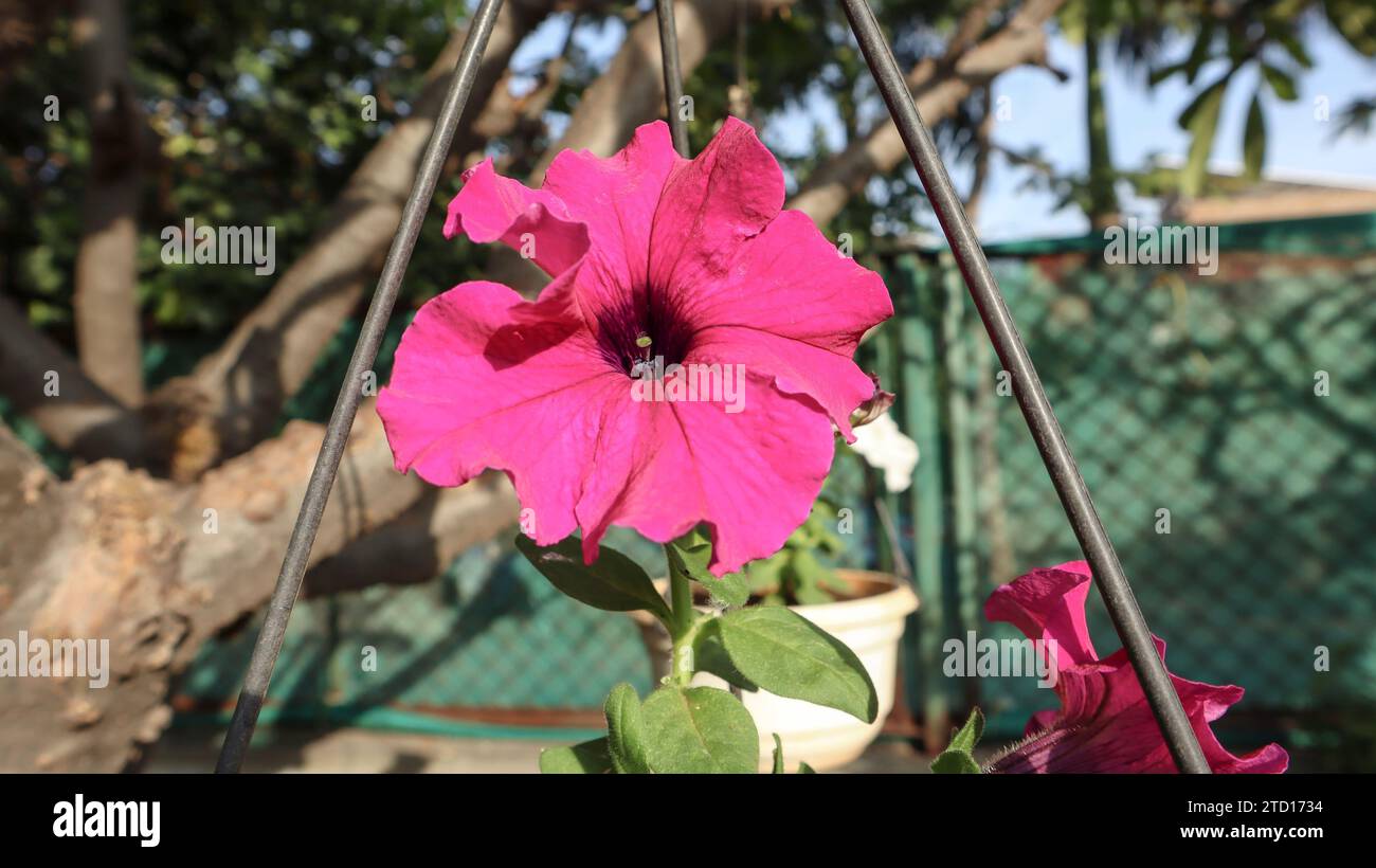 Milliflora petunia hi-res stock photography and images - Alamy