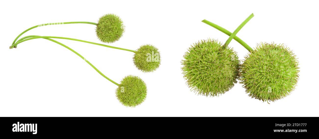 fruit of sycamore plane tree isolated on white background. Top view ...