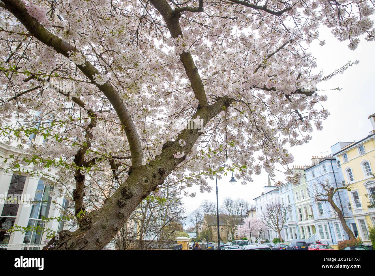 Blooming flowers are seen in London Stock Photo - Alamy
