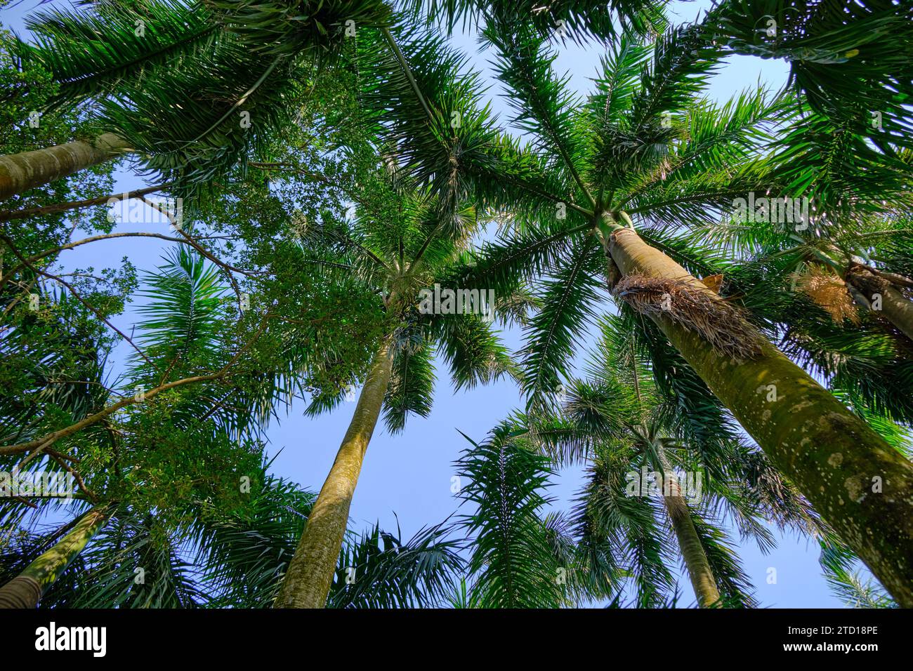 Canopy of palm trees hi-res stock photography and images - Alamy