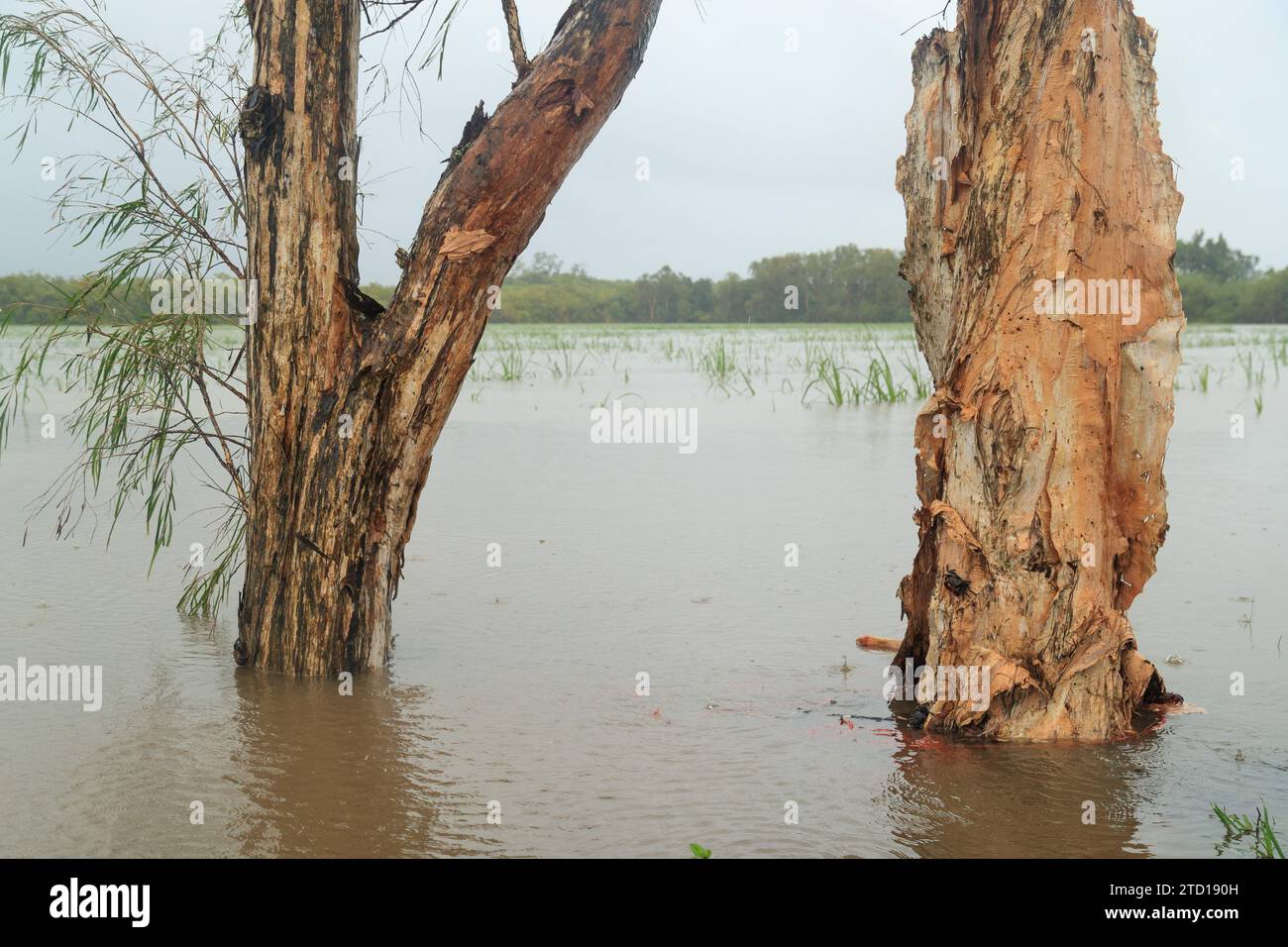 Melaleuca or paperbark trees inundated in the Cairns suburb of ...