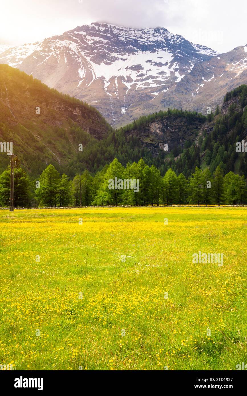 Meadow in mountain valley hi-res stock photography and images - Alamy