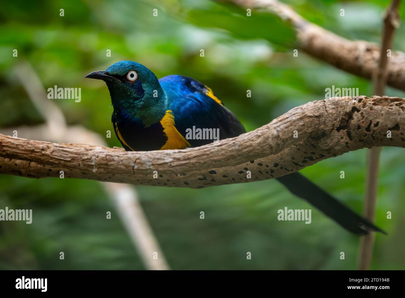 Golden breasted starling kenya hi-res stock photography and images - Alamy