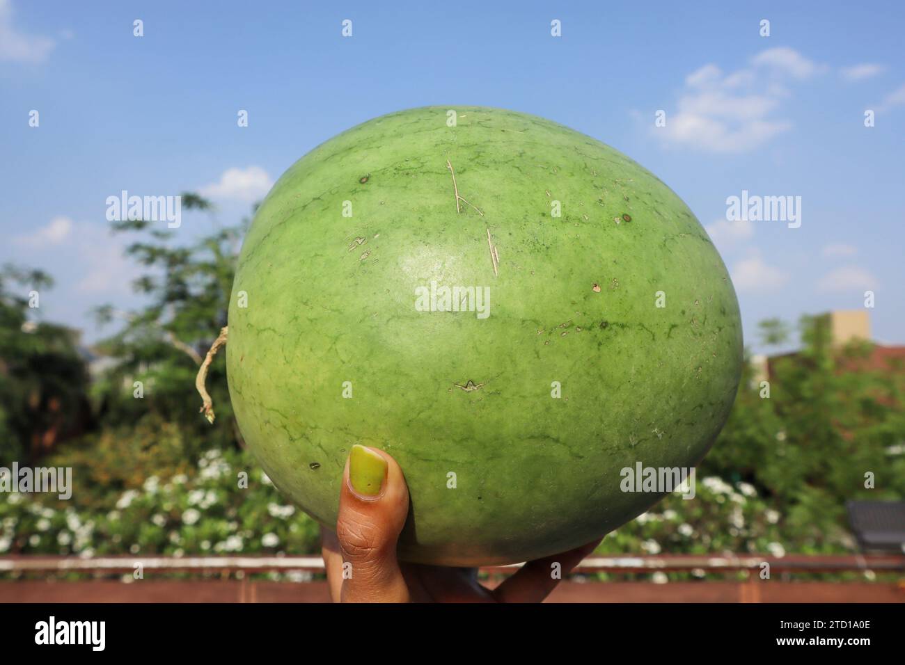 Melon varieties hi-res stock photography and images - Alamy